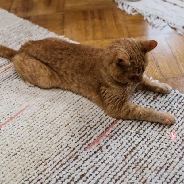 Orange Cat Behavior: What Science Really Says About Their Traits