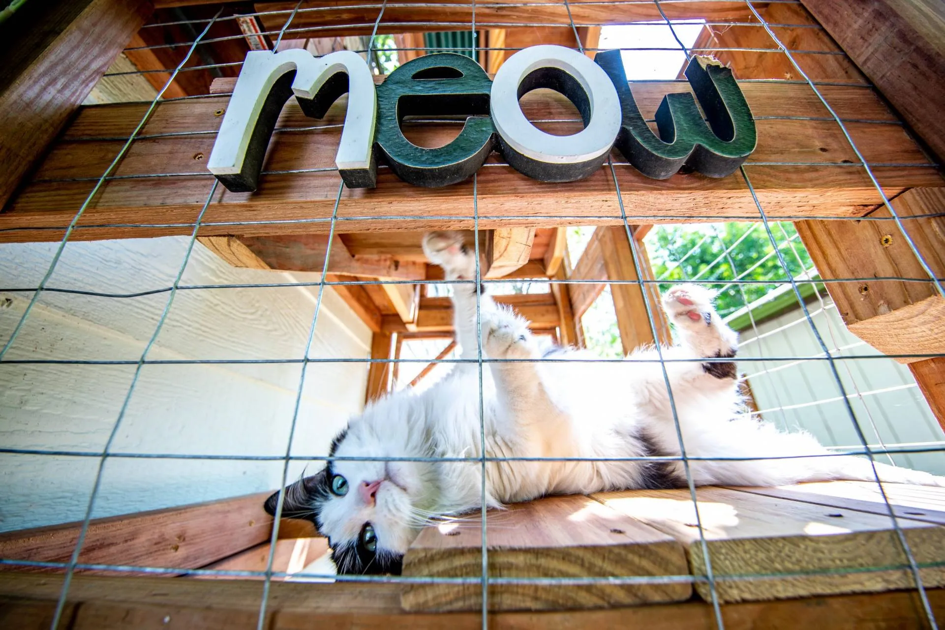 Custom Outdoor Cat Enclosures for Sale - Custom Catio