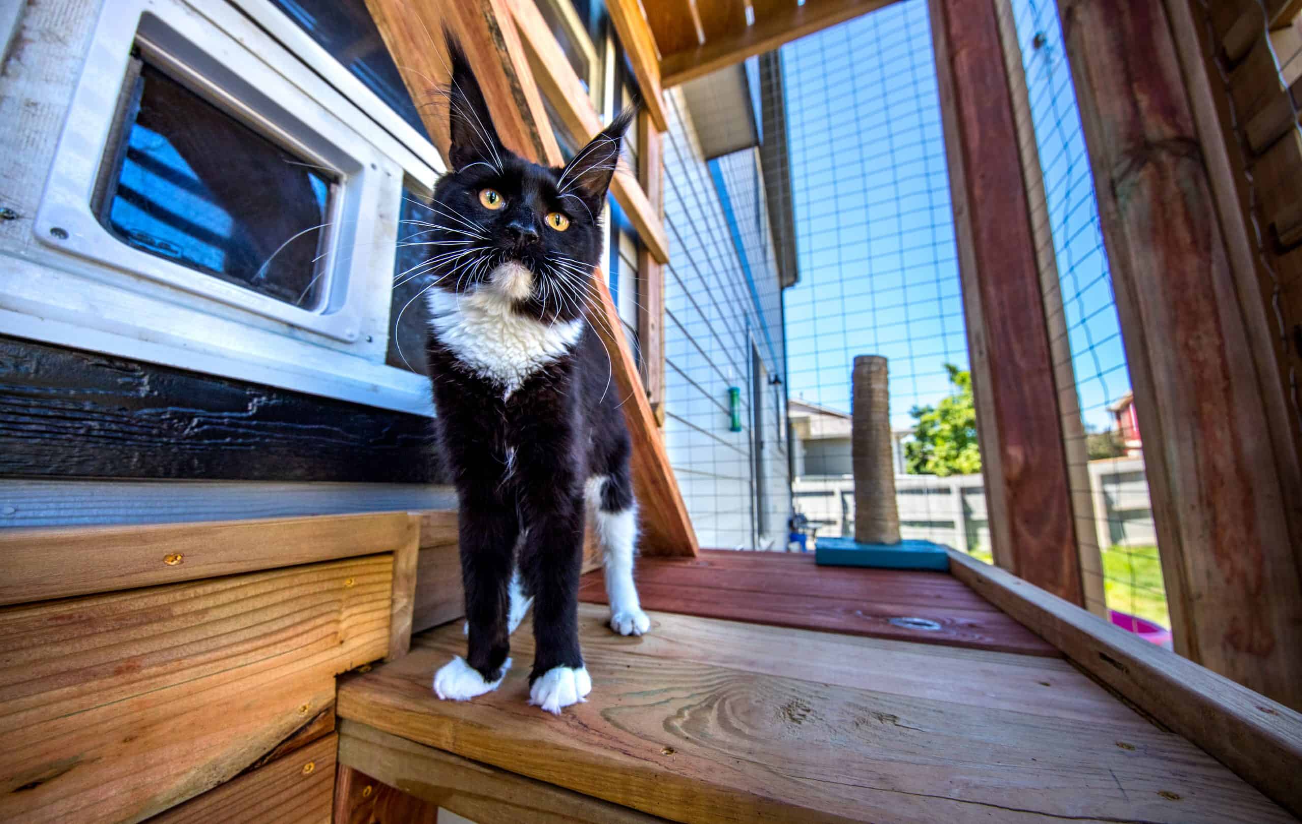 Outdoor Cat Enclosures for Sale - Cat Houses