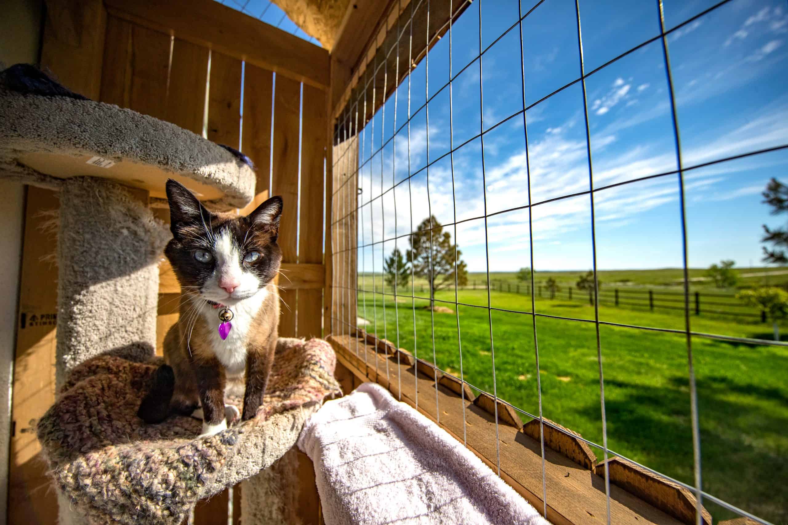 Contact Us - Cat Topia