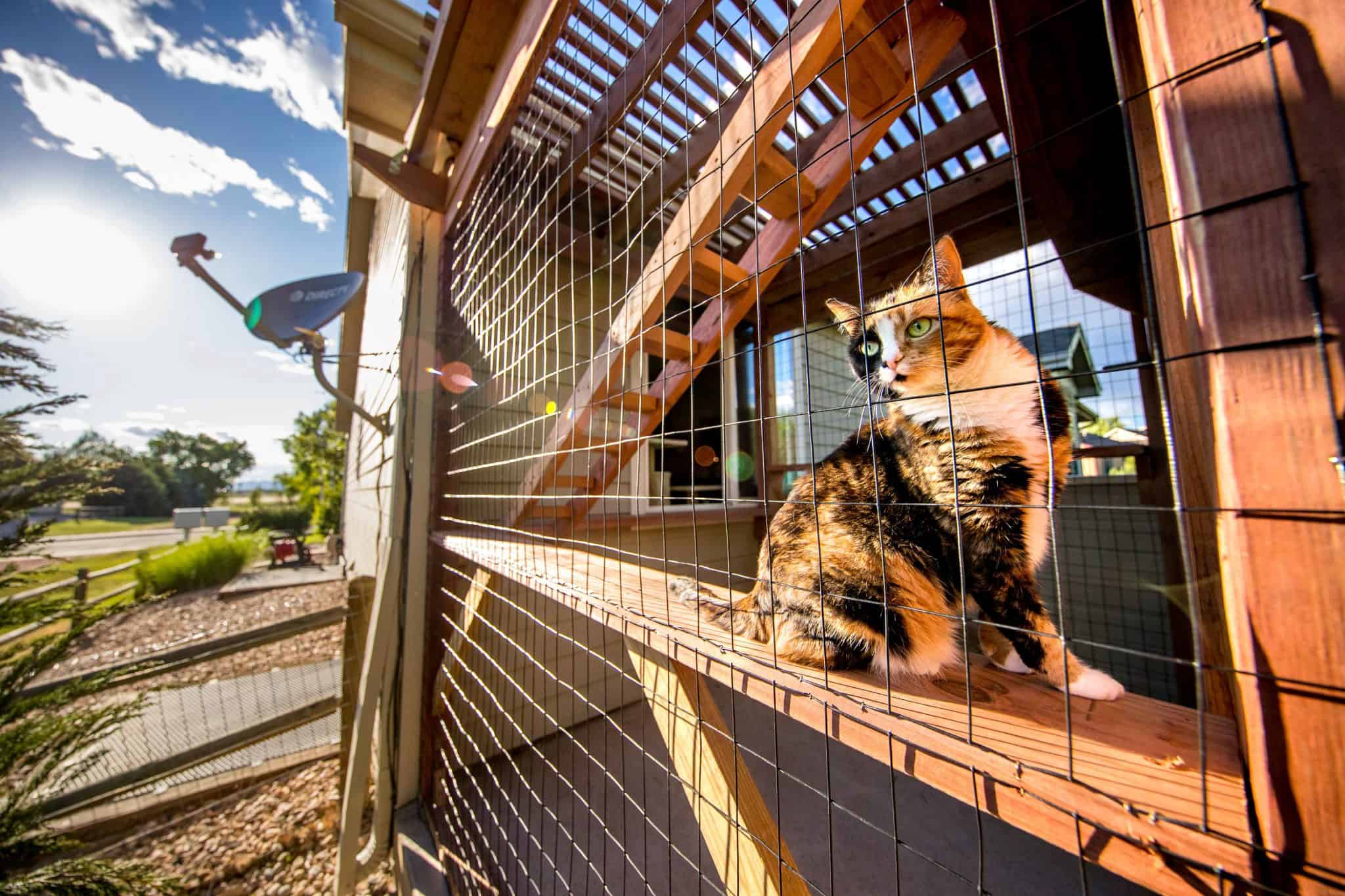 Outdoor Enclosures for Cats Maryland - Custom Catios