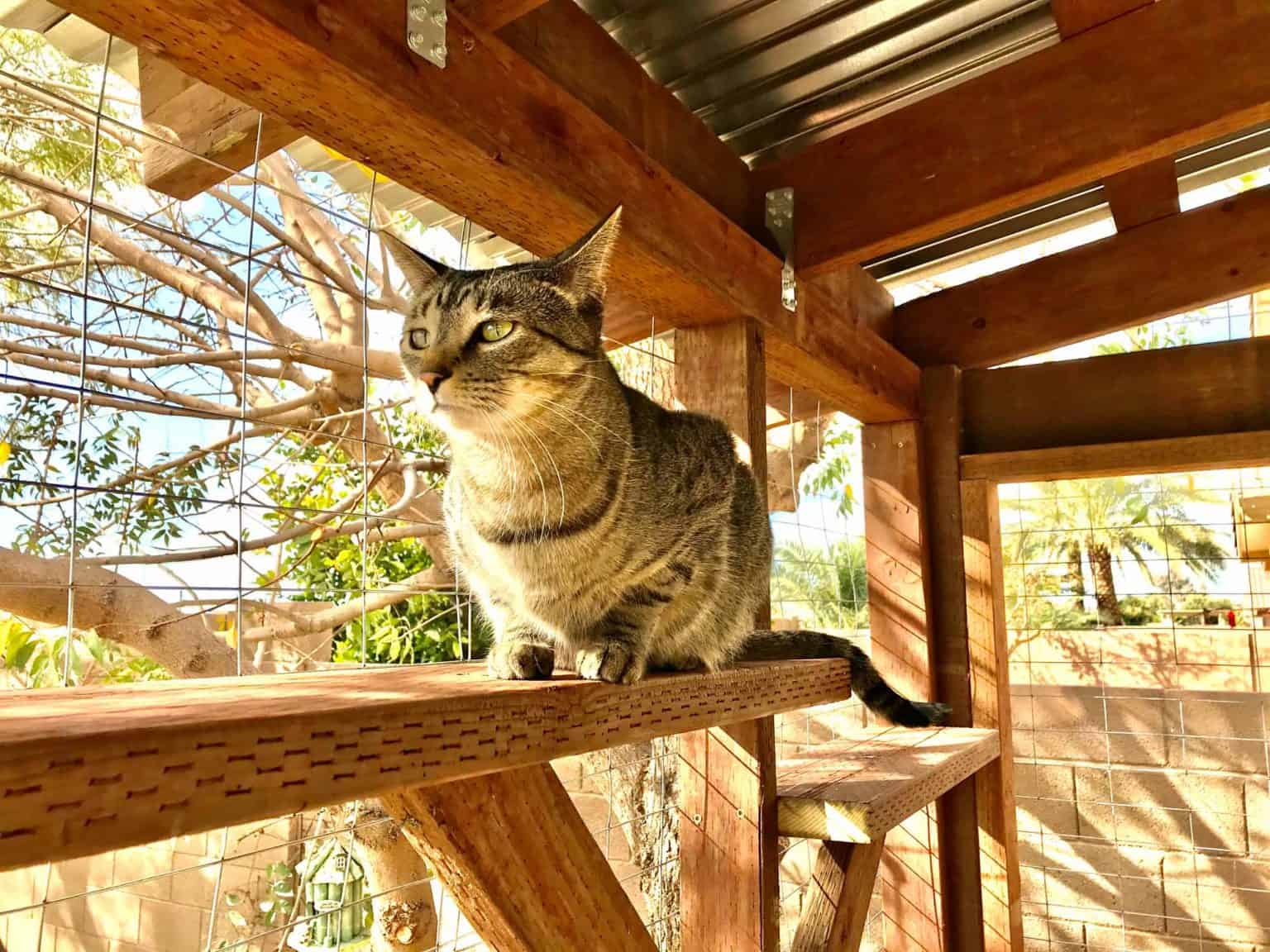 Creating a Catio for Special Needs Cats