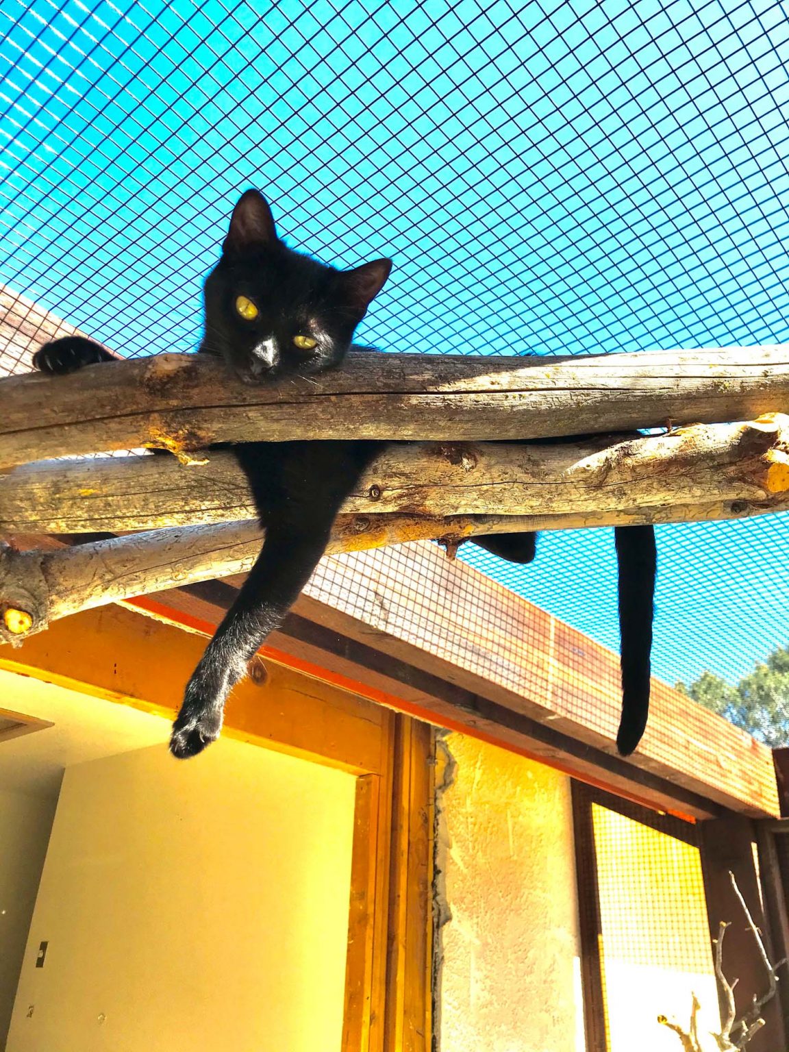 5 Strategies for Dog-Proofing Your Catio