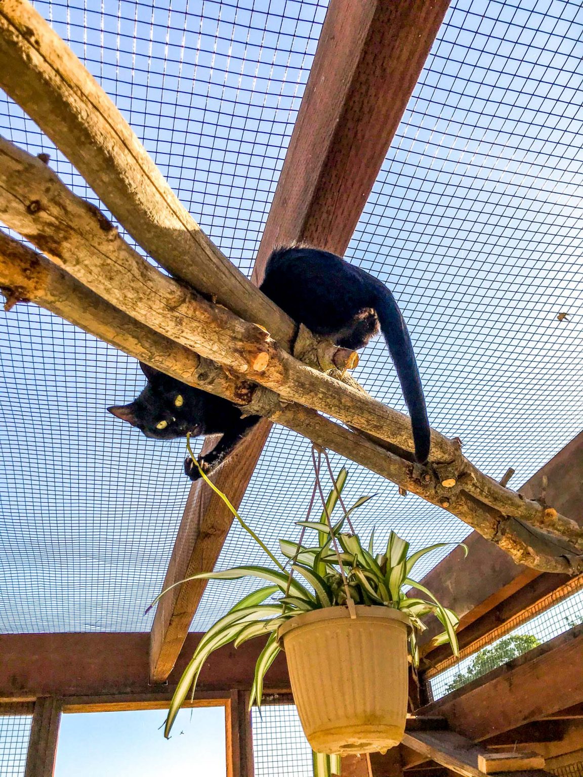 Outdoor Cat Tree: The Perfect Playground for Your Feline Friend