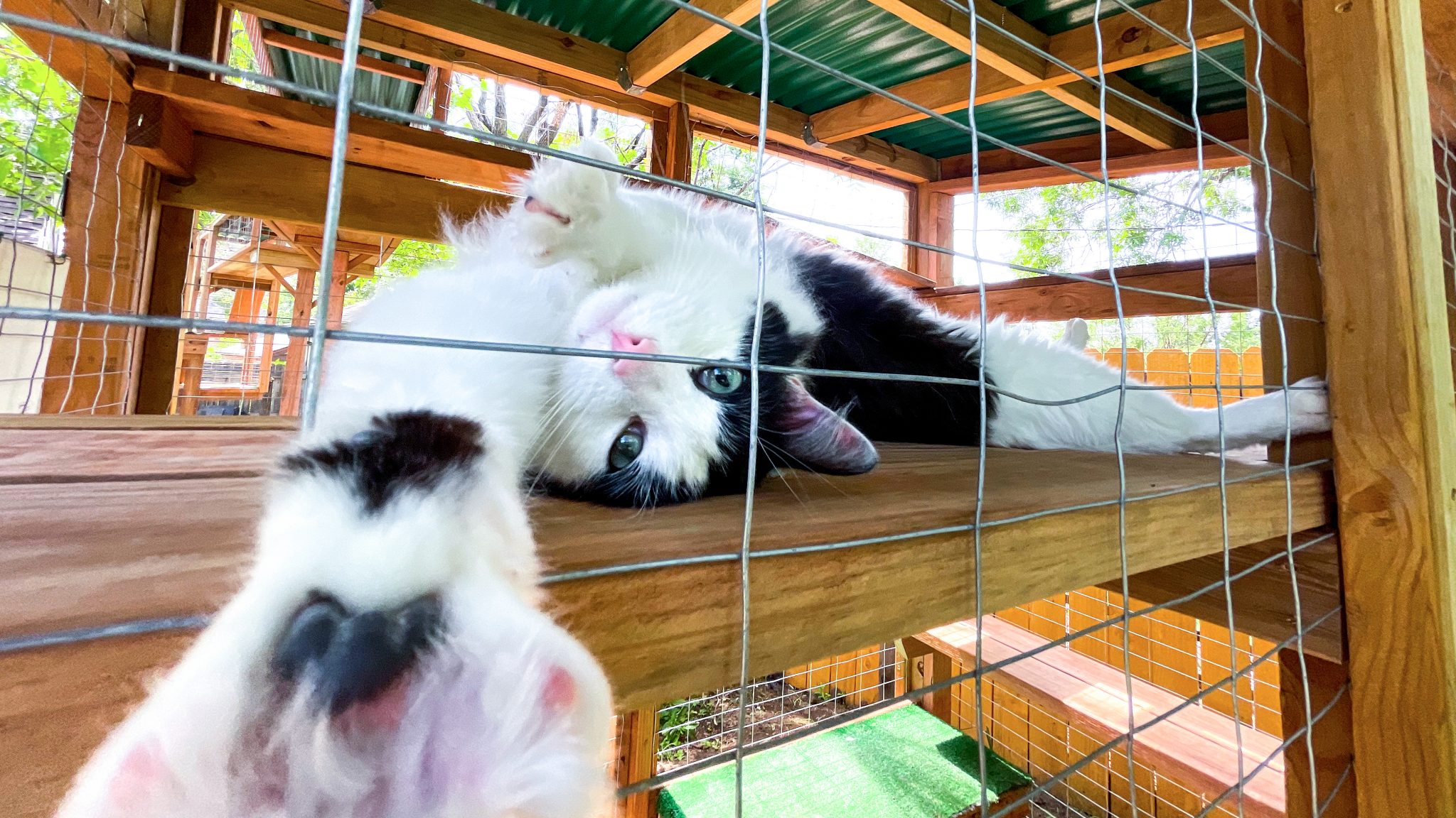 A Catio Company - Custom Catio Builders