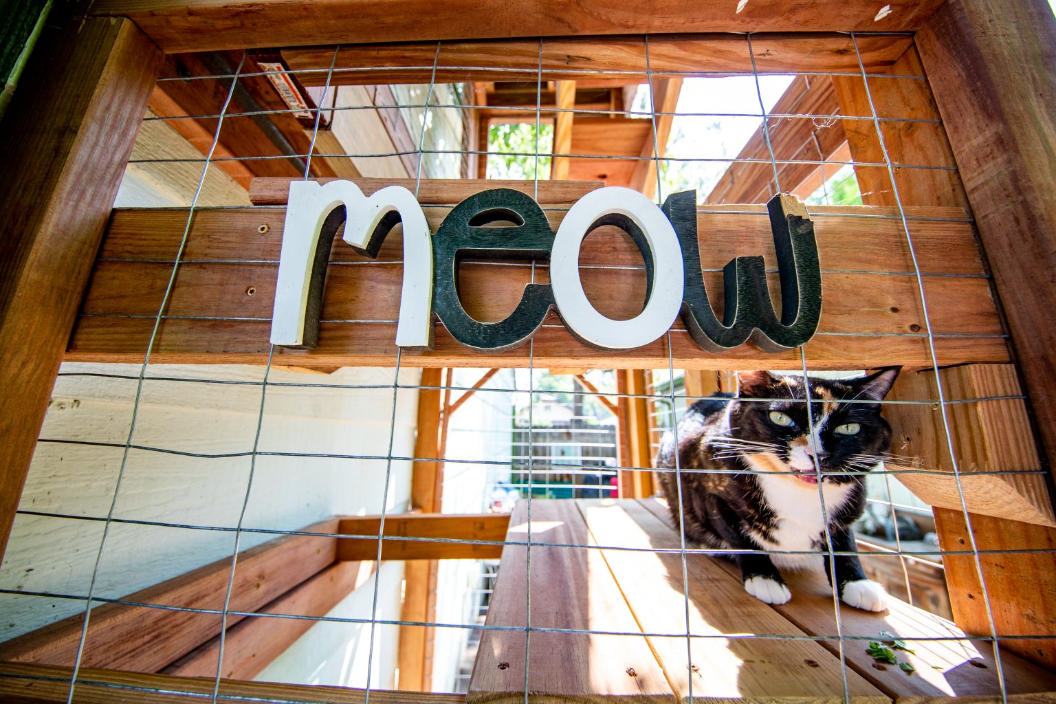 5 Tips for a Safe and Comfortable Catio for Your FIV Positive Cat