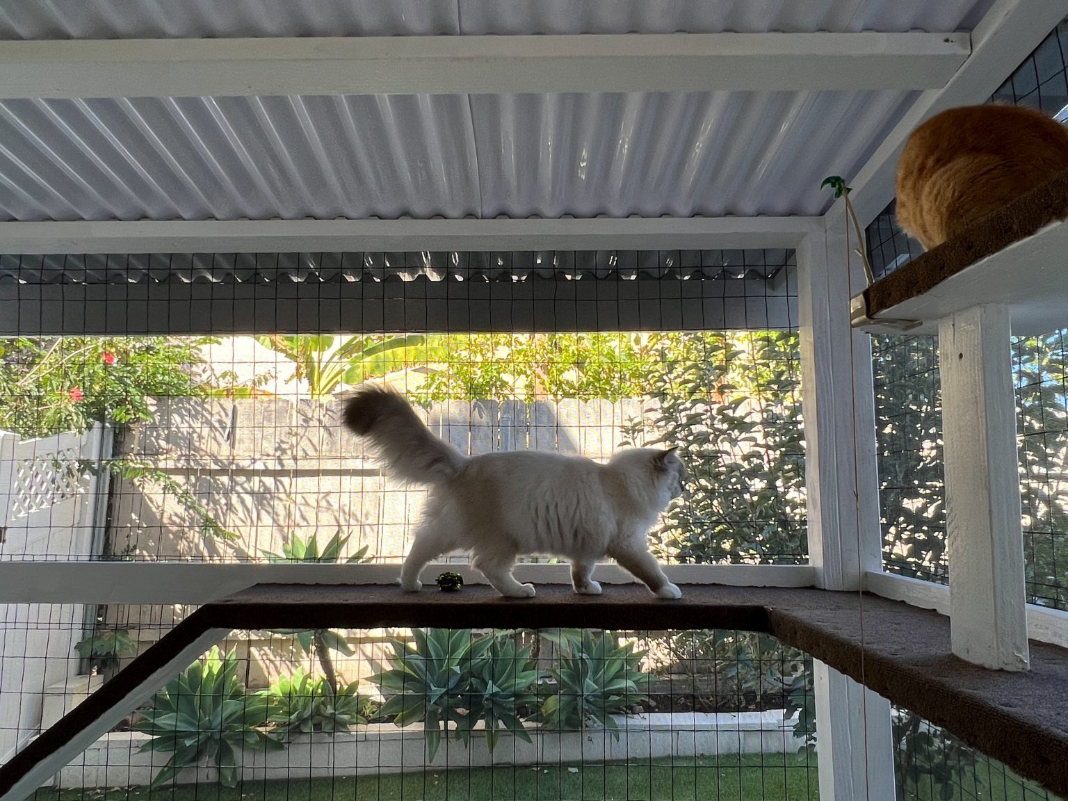 From Design to Reality: The Story of Our Feline-Friendly Catio Build