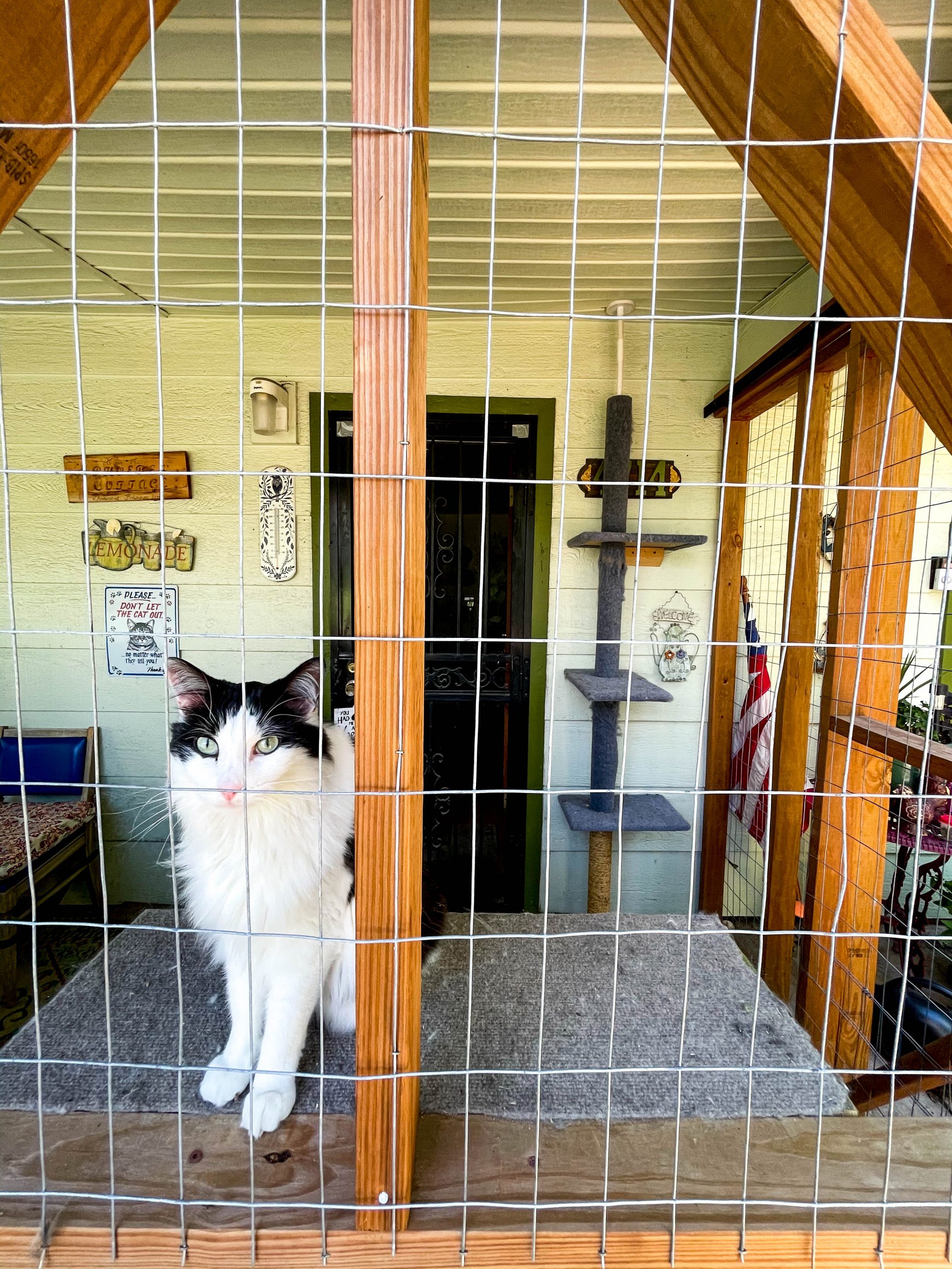 Why the Best Outdoor Cat Perch is within a Catio