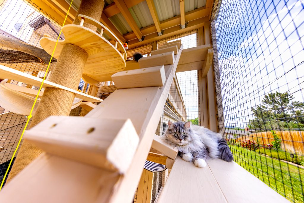 Catios for Multiple Cats | Custom Outdoor Enclosures by Cat Topia