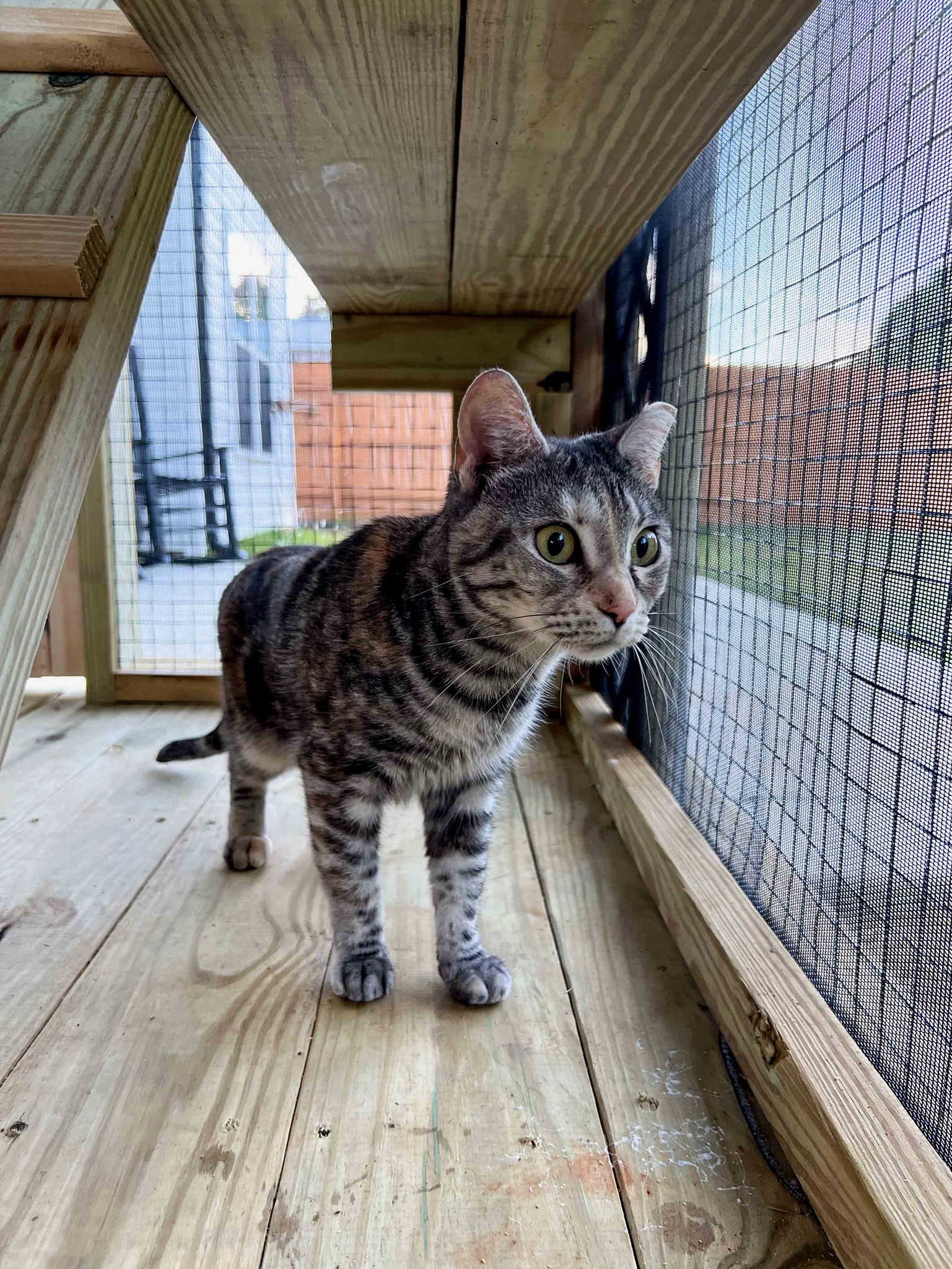 See These Cat Breeds Enjoying Custom Catios in North Carolina