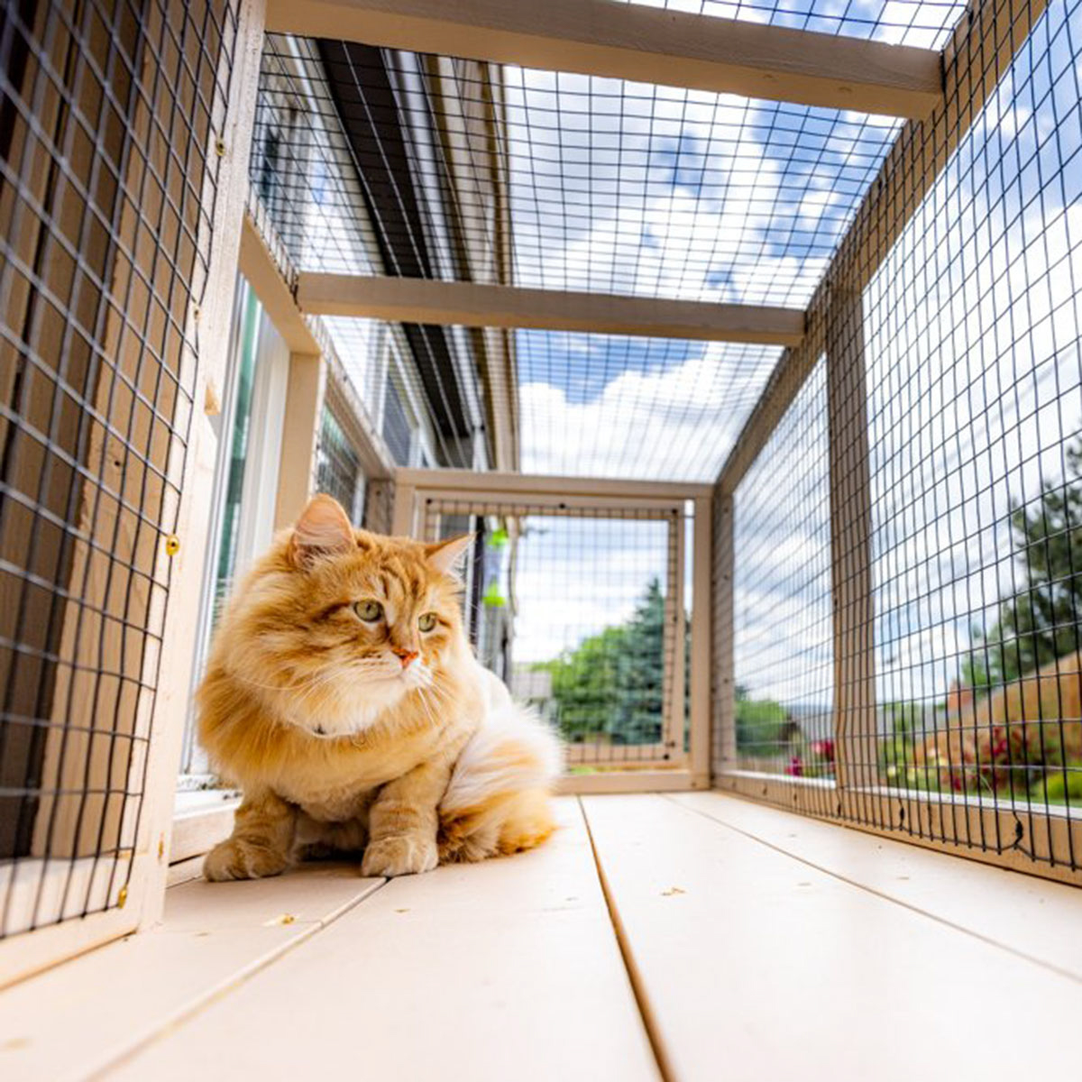 Customer Login - Cat Topia
