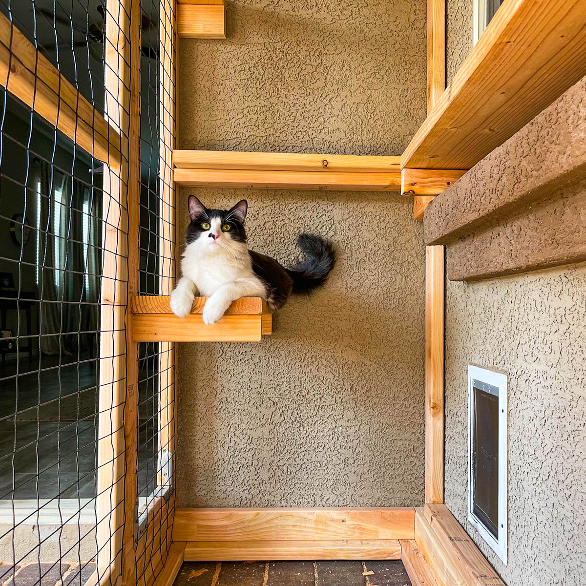 How to Keep Cats Cool in a Catio