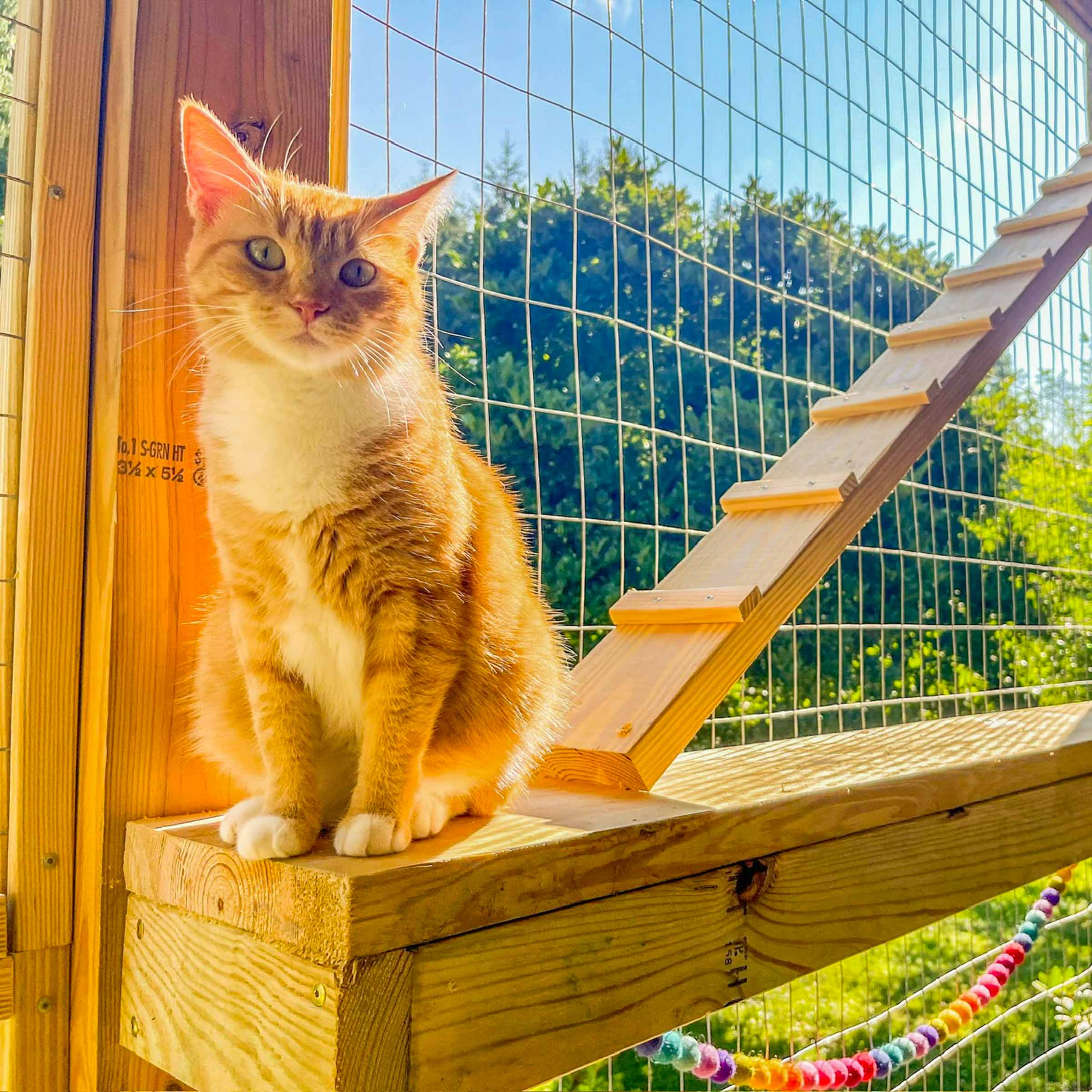 Why Every Cat Foster Parent Should Consider a Catio
